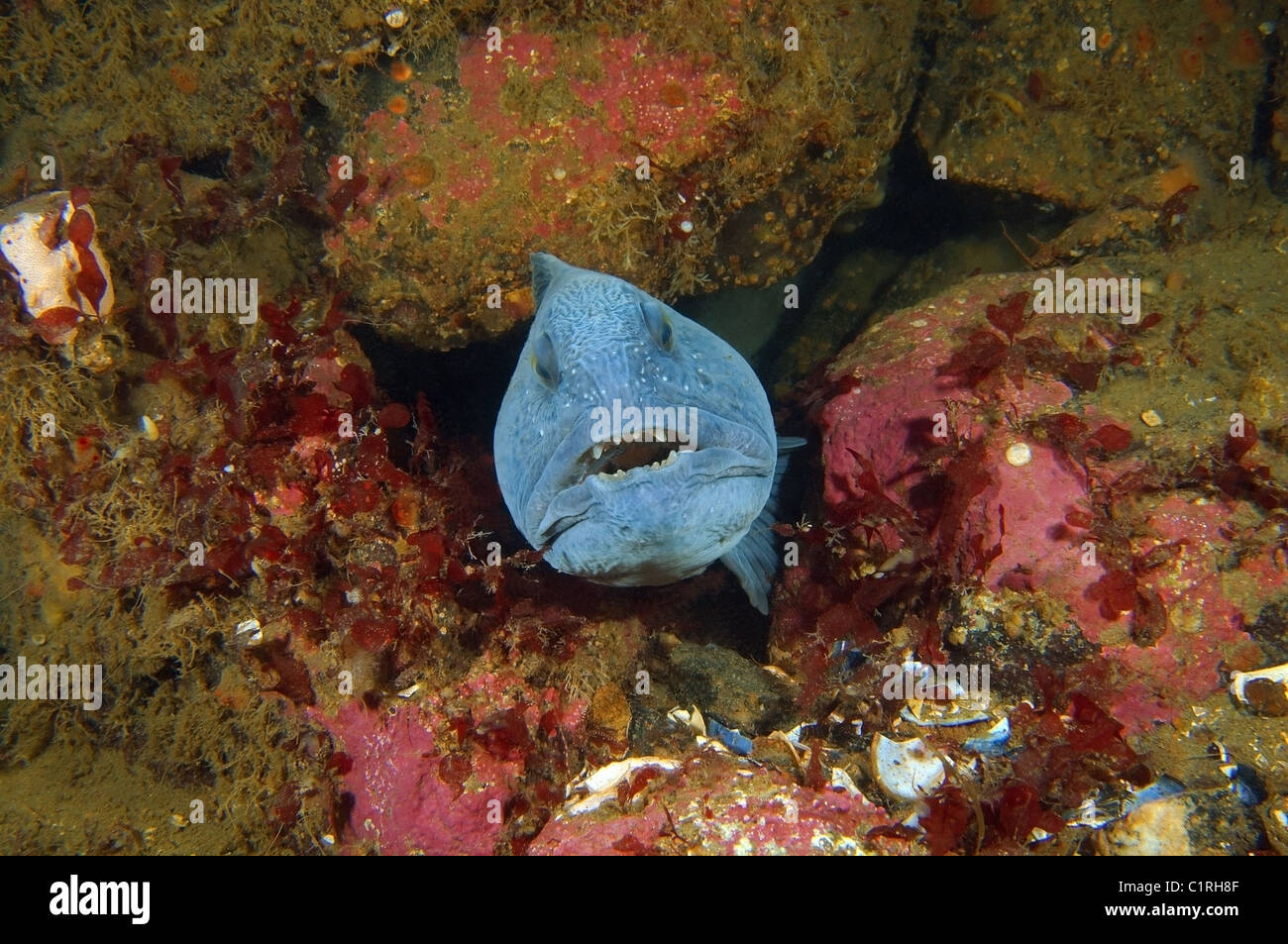 Seewolf hi-res stock photography and images - Alamy