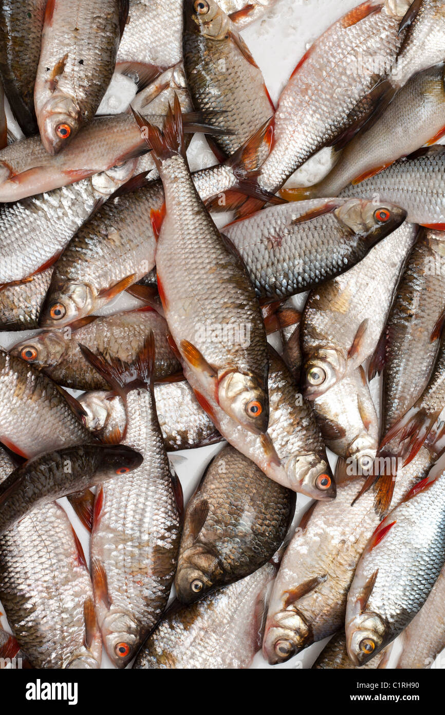 Cheese fish in scales is put by background Stock Photo - Alamy