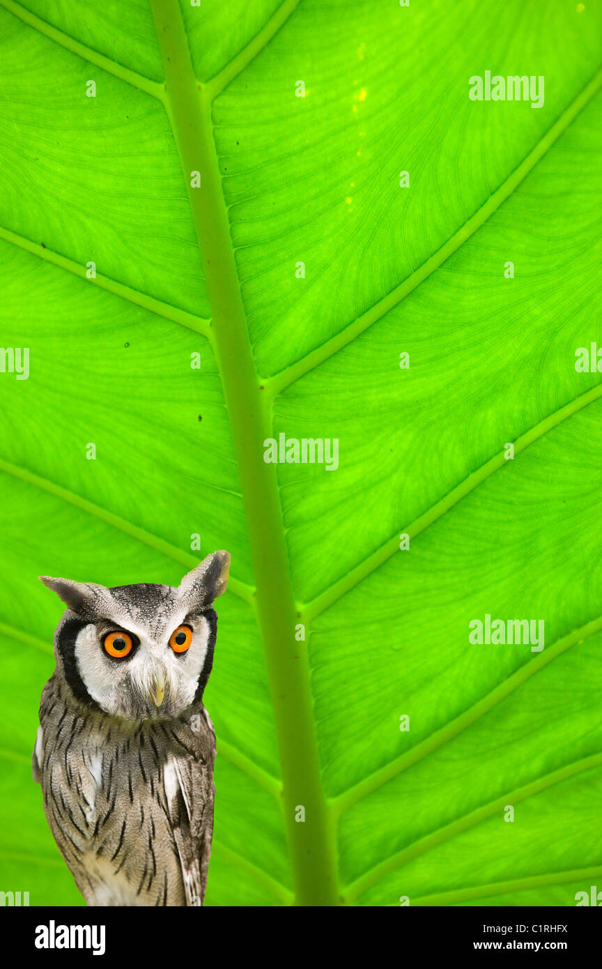 Tropical rainforest plants on Fiji with a surprised looking owl Stock ...