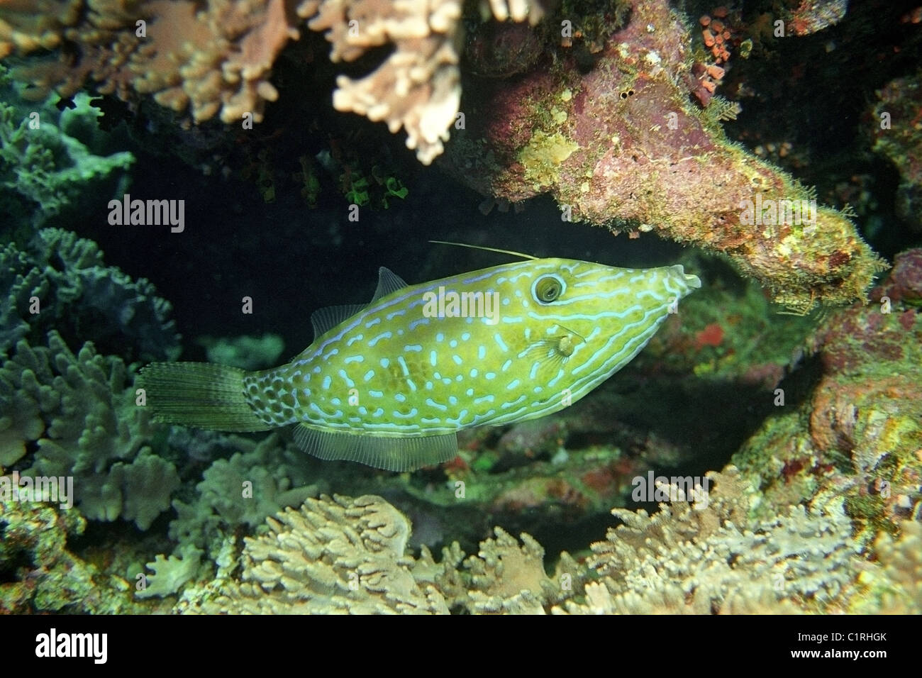 Scribbled filefish (Aluterus scriptus), Red sea, Egipt Stock Photo - Alamy