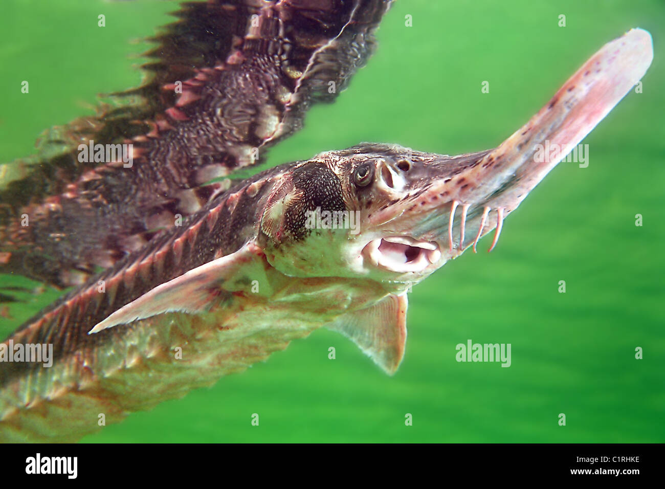 Sterlet or Sterlet sturgeon (Acipenser ruthenus Stock Photo - Alamy