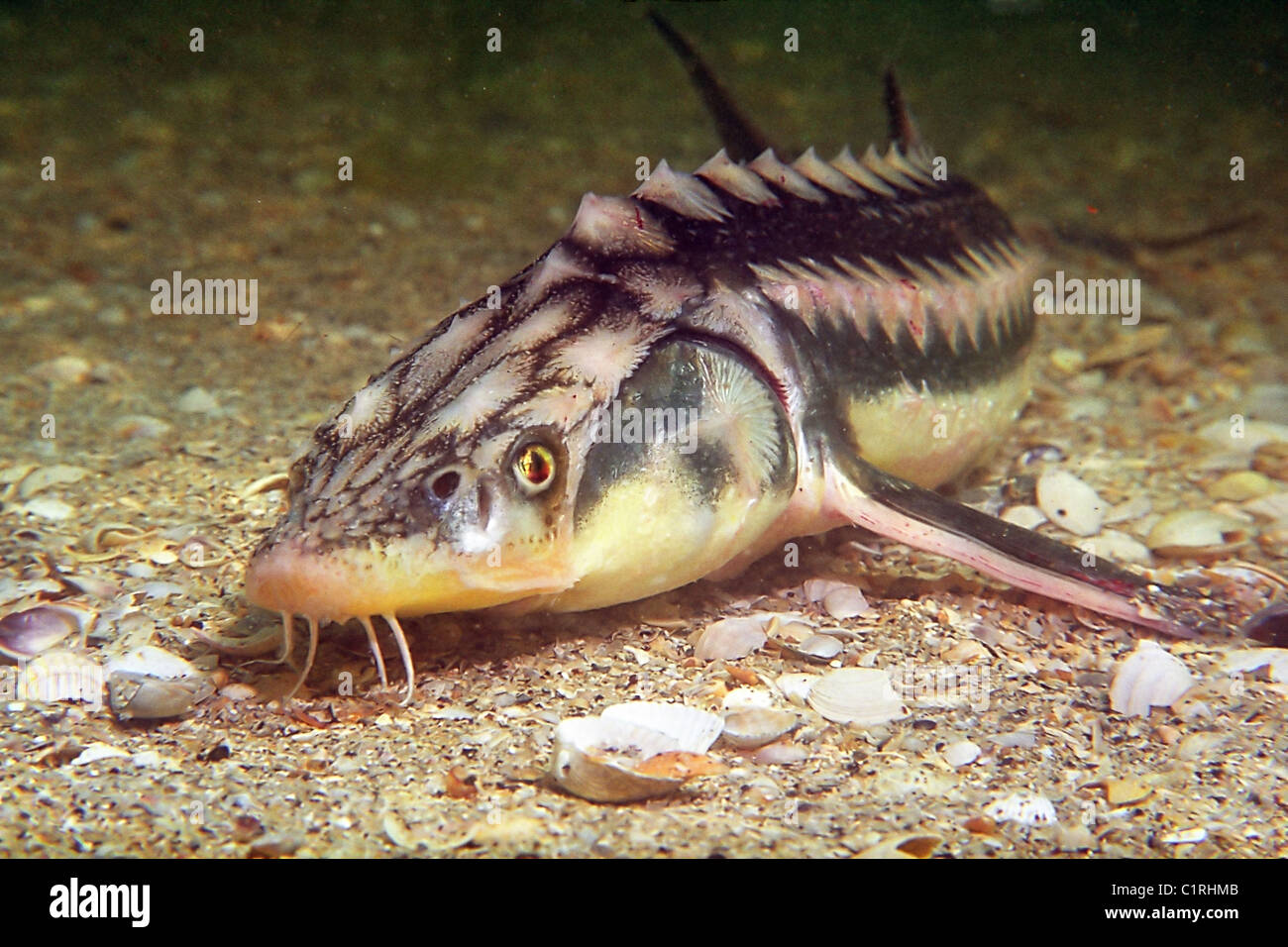 Russian sturgeon, Azov-Black sea sturgeon, Caspian sturgeon, Kura ...