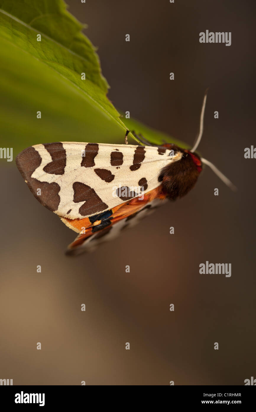 Garden Tiger (Arctia caja) moth Stock Photo - Alamy