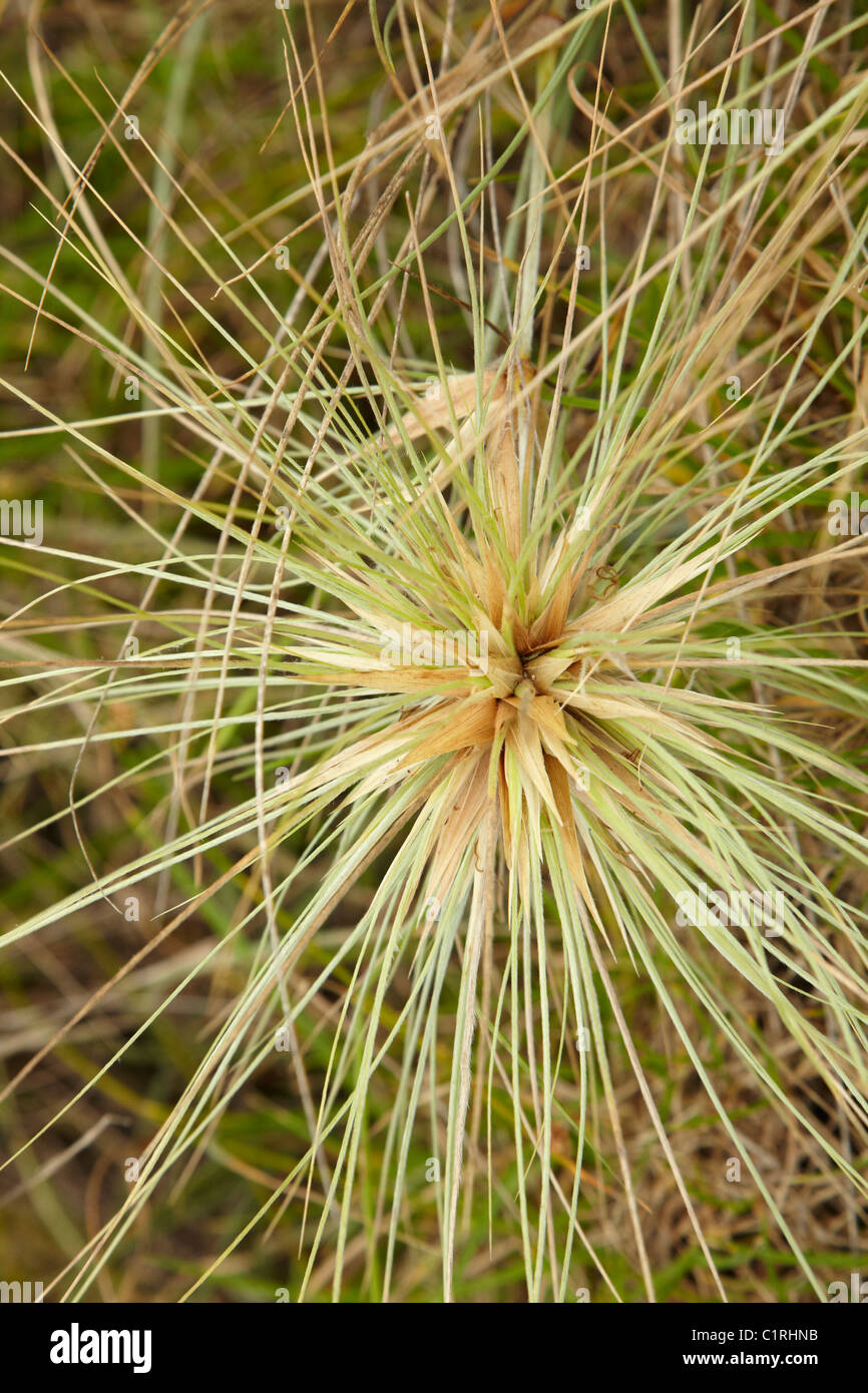 Spinifex grass hi-res stock photography and images - Alamy