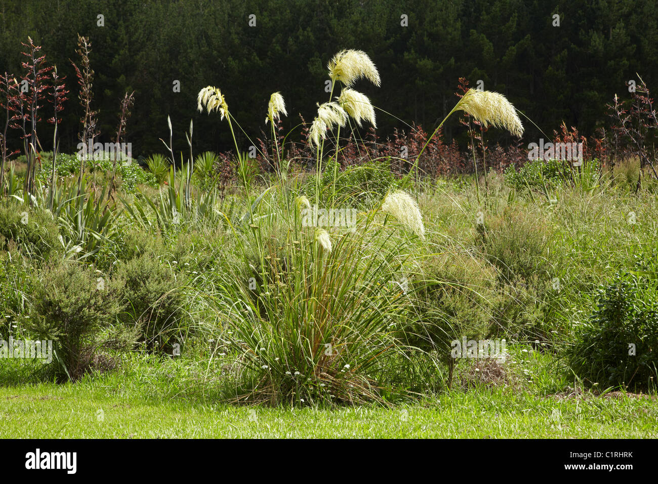 Toetoe Plant, Matauri Bay, Northland, North Island, New Zealand Stock ...