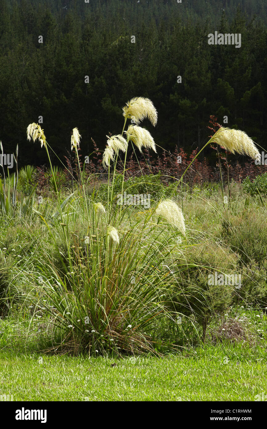 Toetoe Plant, Matauri Bay, Northland, North Island, New Zealand Stock ...