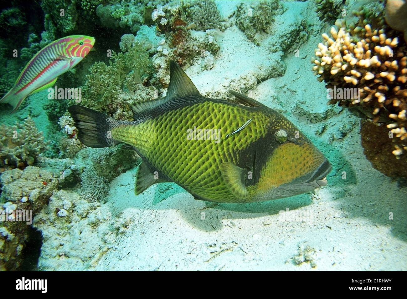 Titan triggerfish (Balistoides viridescens), Red sea, Egipt Stock Photo ...
