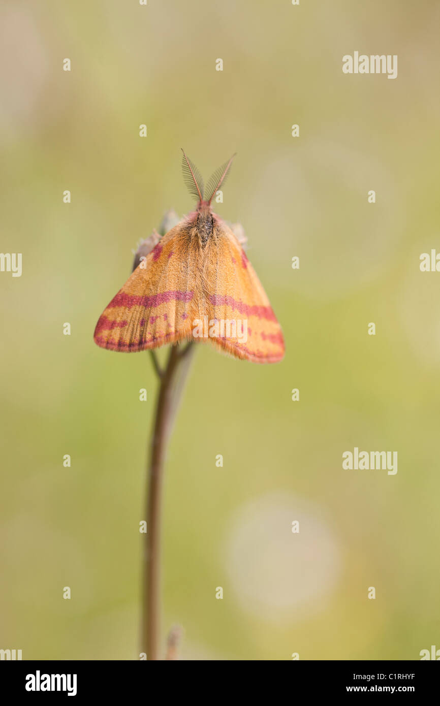 Lythria sanguinaria hi-res stock photography and images - Alamy
