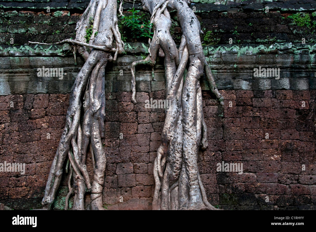 Tree roots covering building ruins hi-res stock photography and images ...