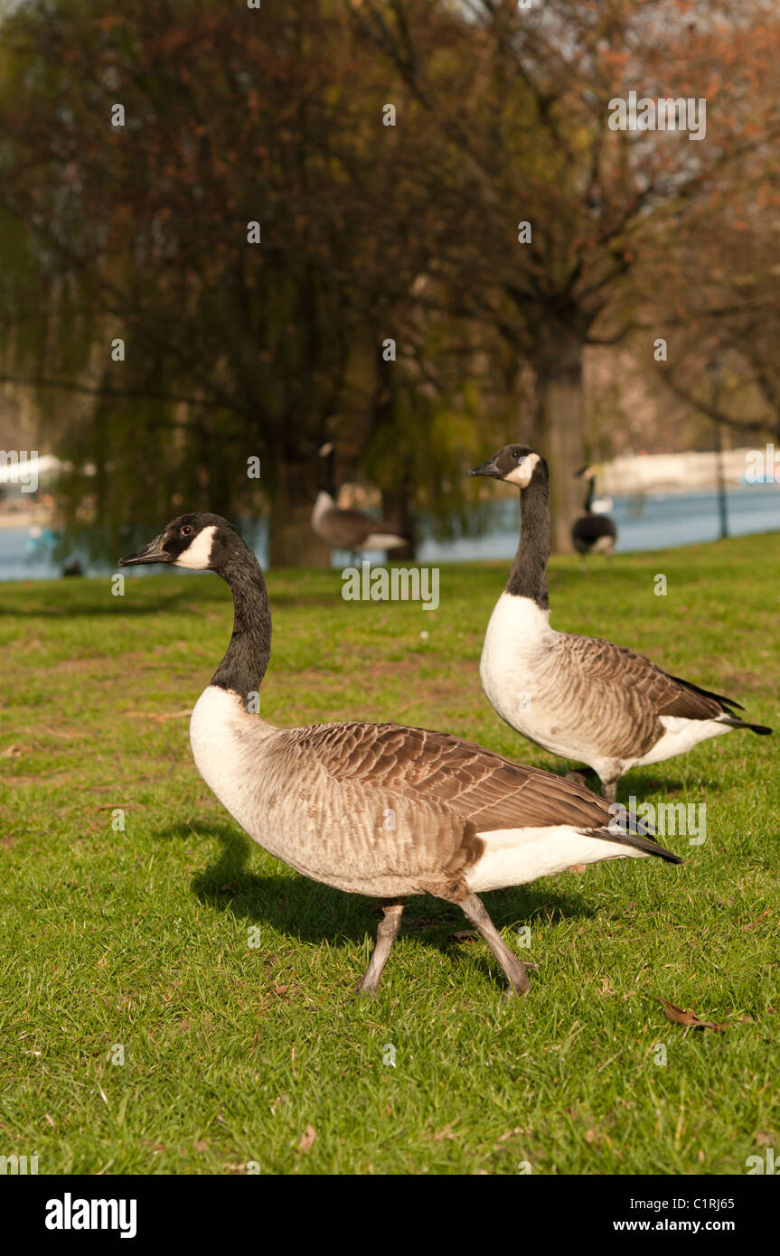 Two Canada Geese Stock Photo - Alamy