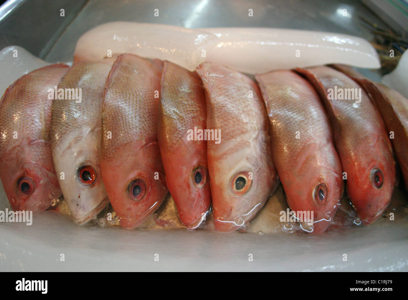 Red Snapper lined up Stock Photo - Alamy