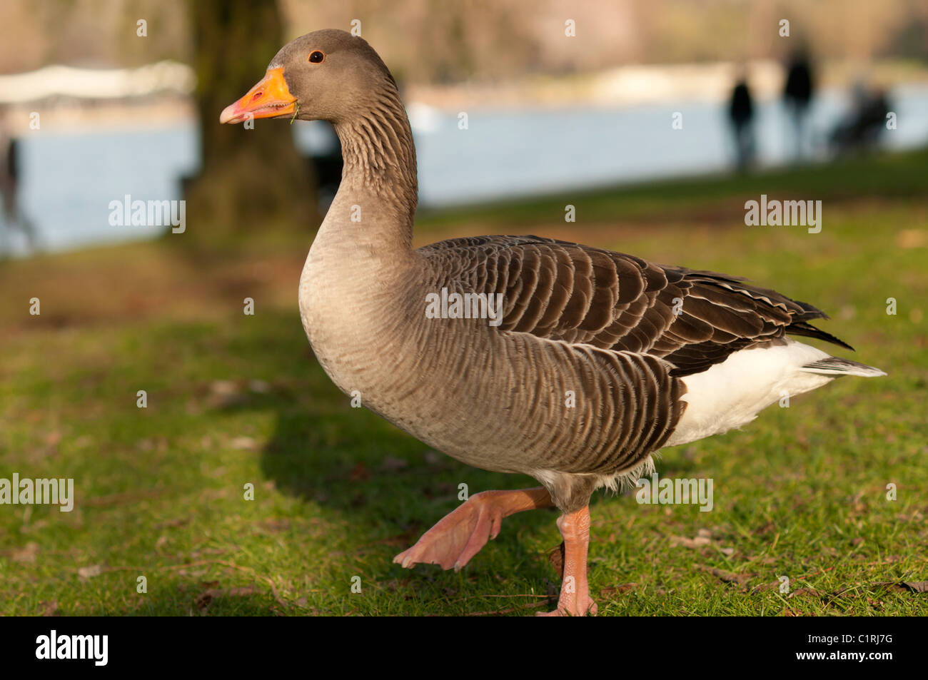 Goose london hi-res stock photography and images - Alamy