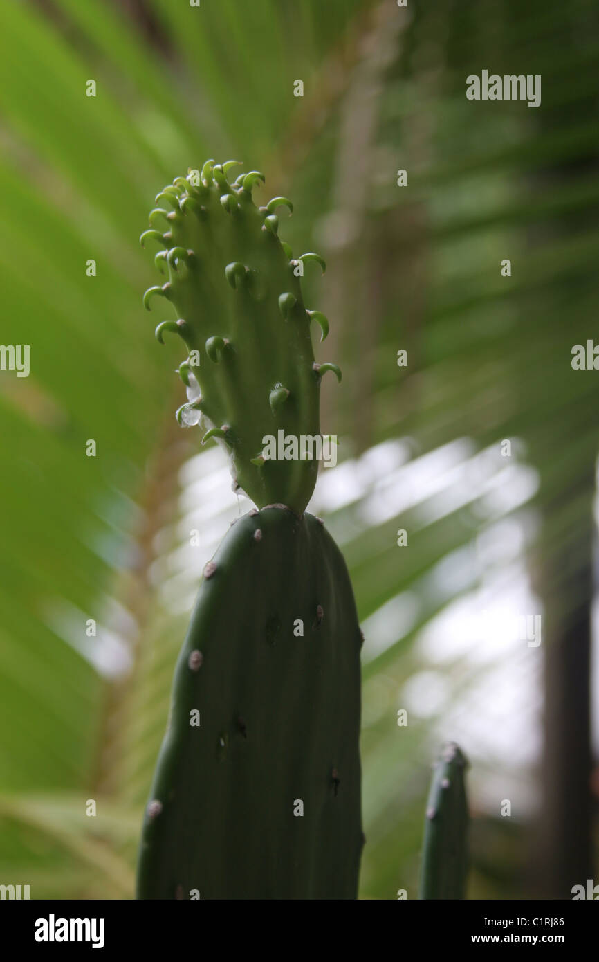 Green, spikey cactus Stock Photo - Alamy