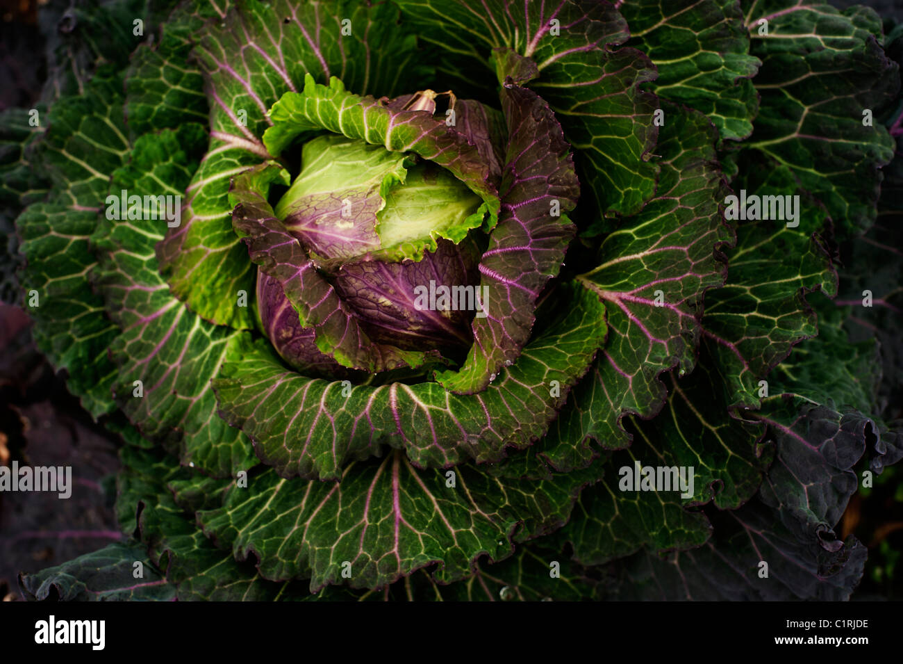 Detail of a cabbage growing in an organic allotment garden in Cambridge ...