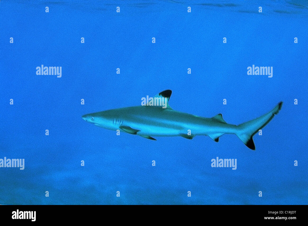 Blacktip reef shark red sea hi-res stock photography and images - Alamy