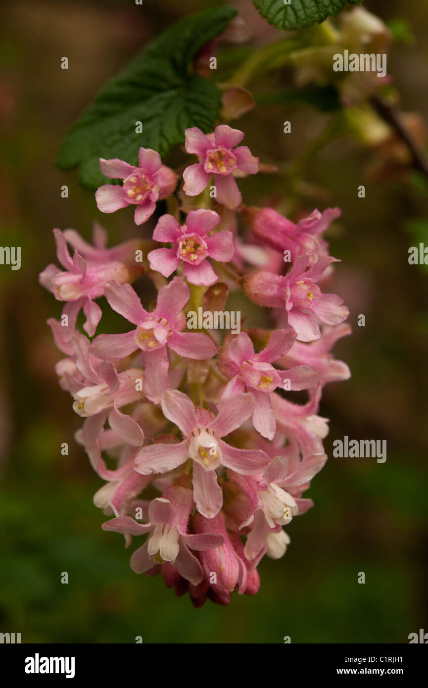 Red flowering currant (Ribes sanguineum) opening its pink blossoms in ...