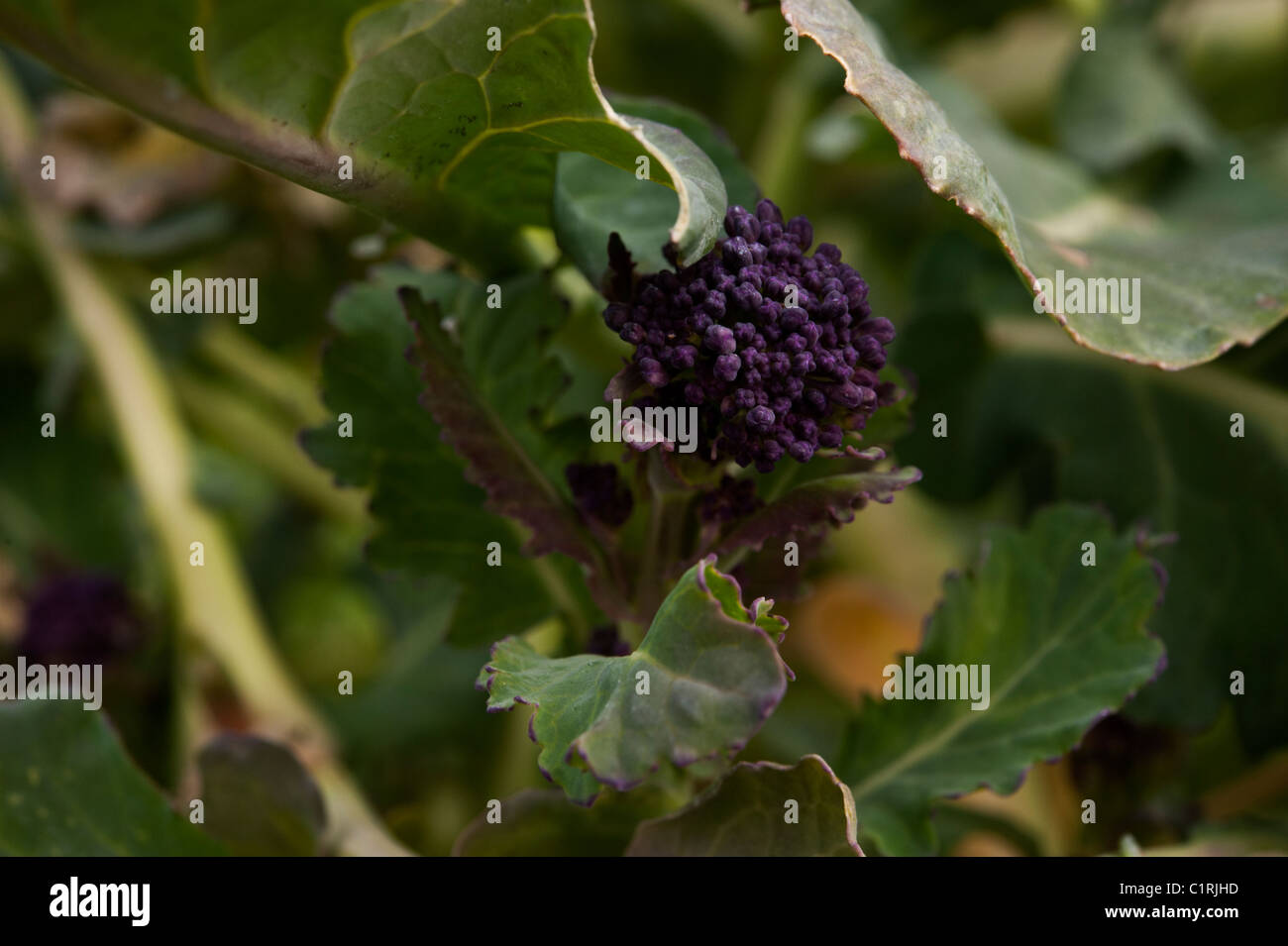 Detail of a purple sprouting broccoli plant on an organic allotment ...