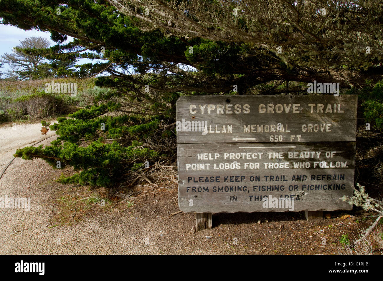 Cypress Grove Point Lobos High Resolution Stock Photography and Images ...