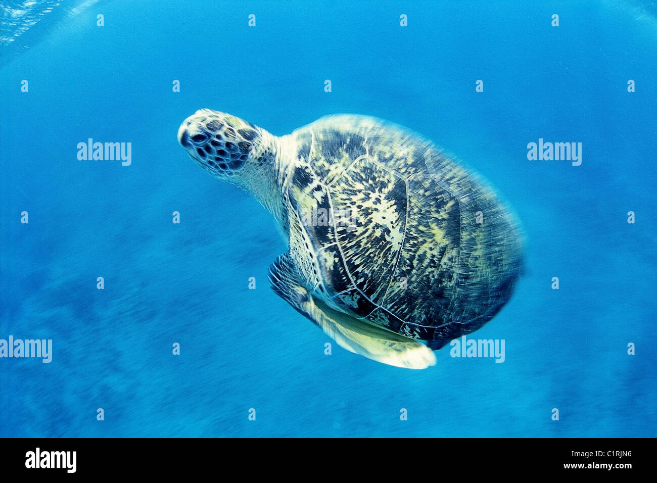 Green turtle (Chelonia mydas), Marsa Alam, Red sea, Egypt Stock Photo ...