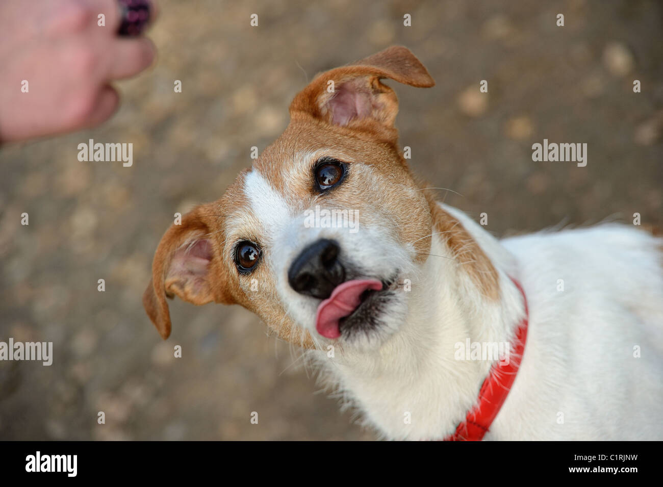 Transfixed hi-res stock photography and images - Alamy