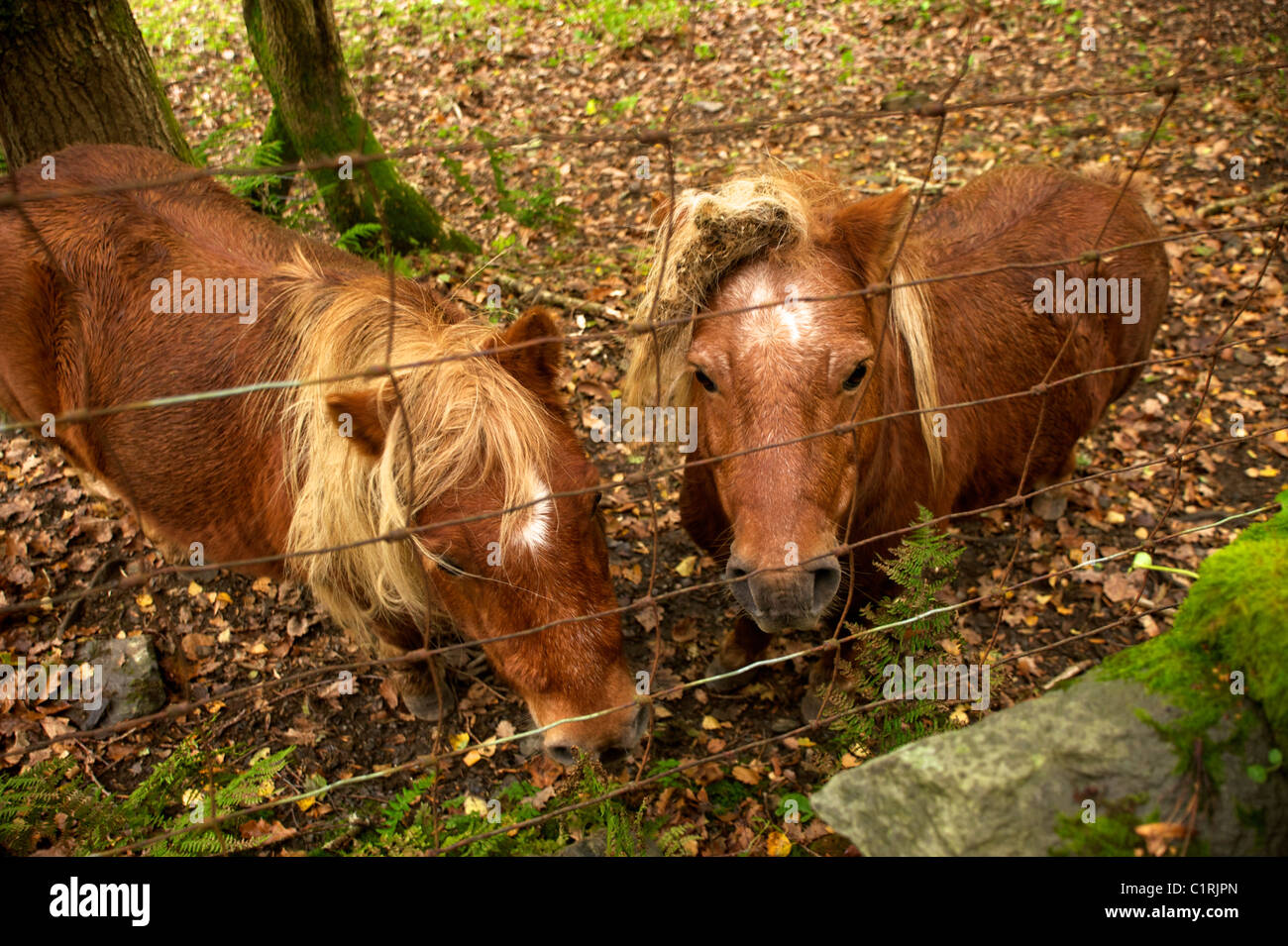 Two ponies in a field in North Wales Stock Photo - Alamy