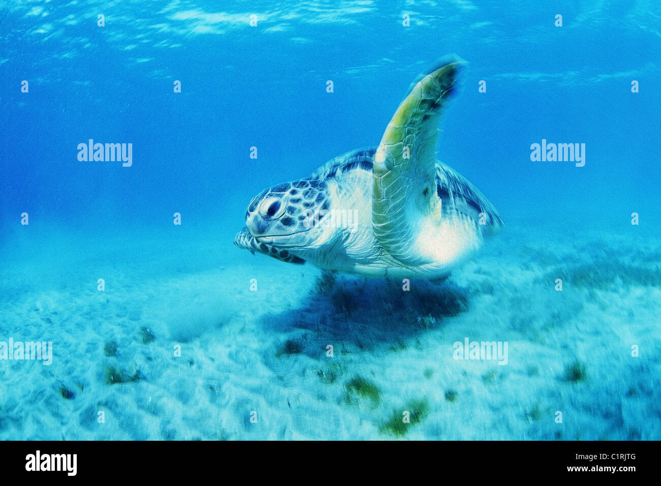 Green turtle (Chelonia mydas), Marsa Alam, Red sea, Egypt Stock Photo ...