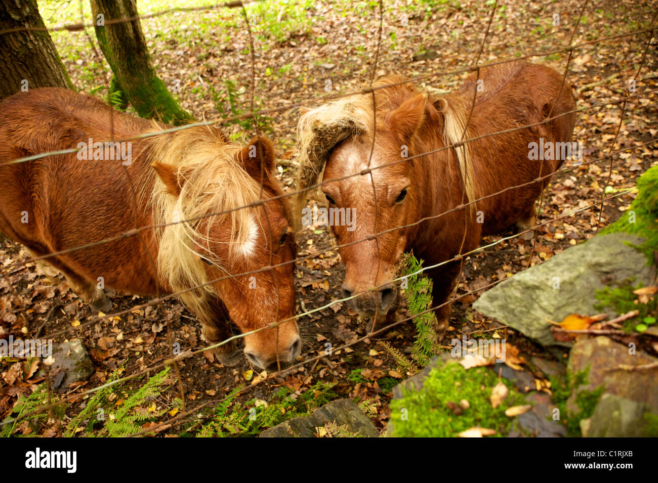 Ponies field hi-res stock photography and images - Alamy