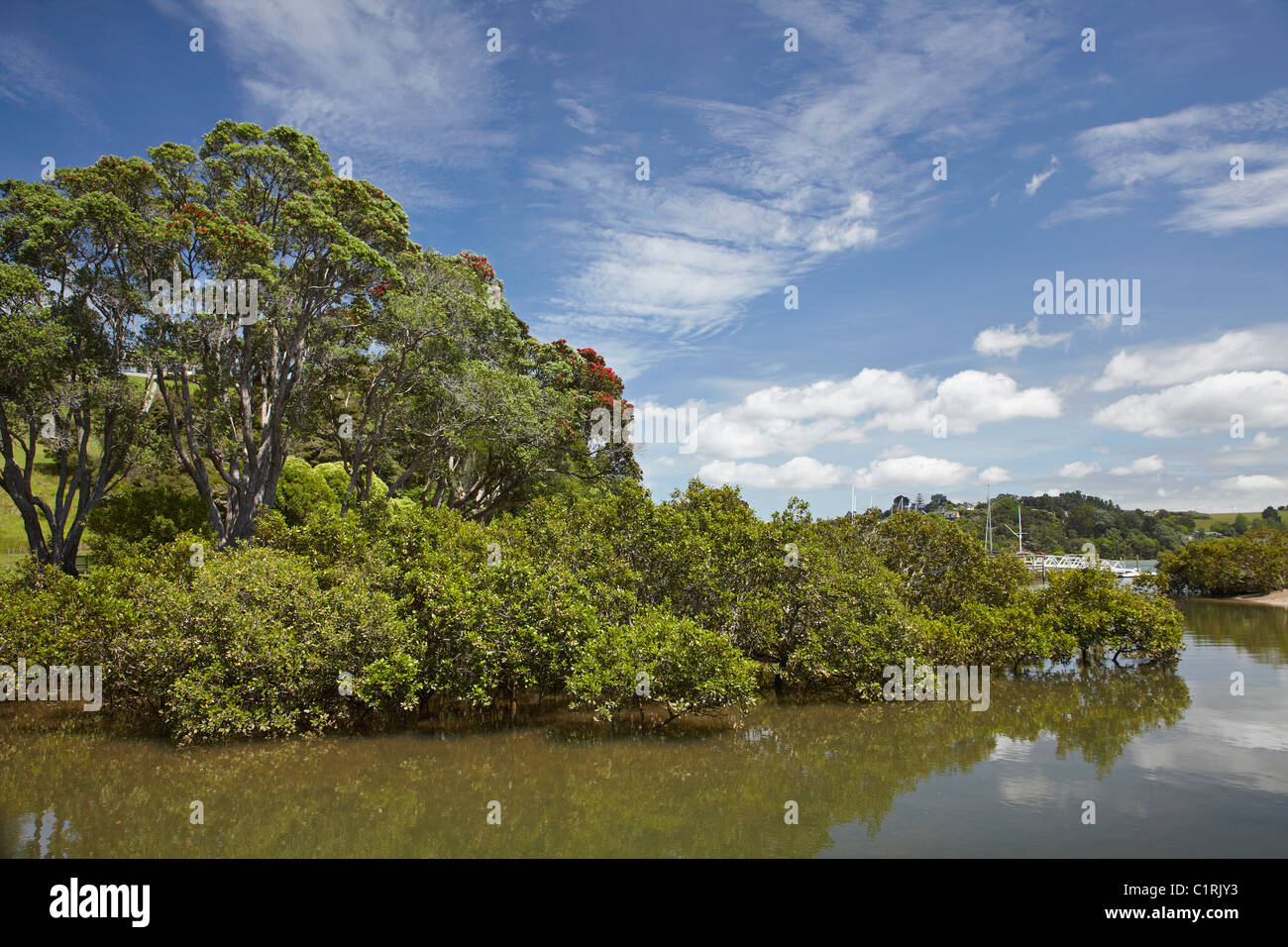 Mangroves and pohutukawa tree hi-res stock photography and images - Alamy