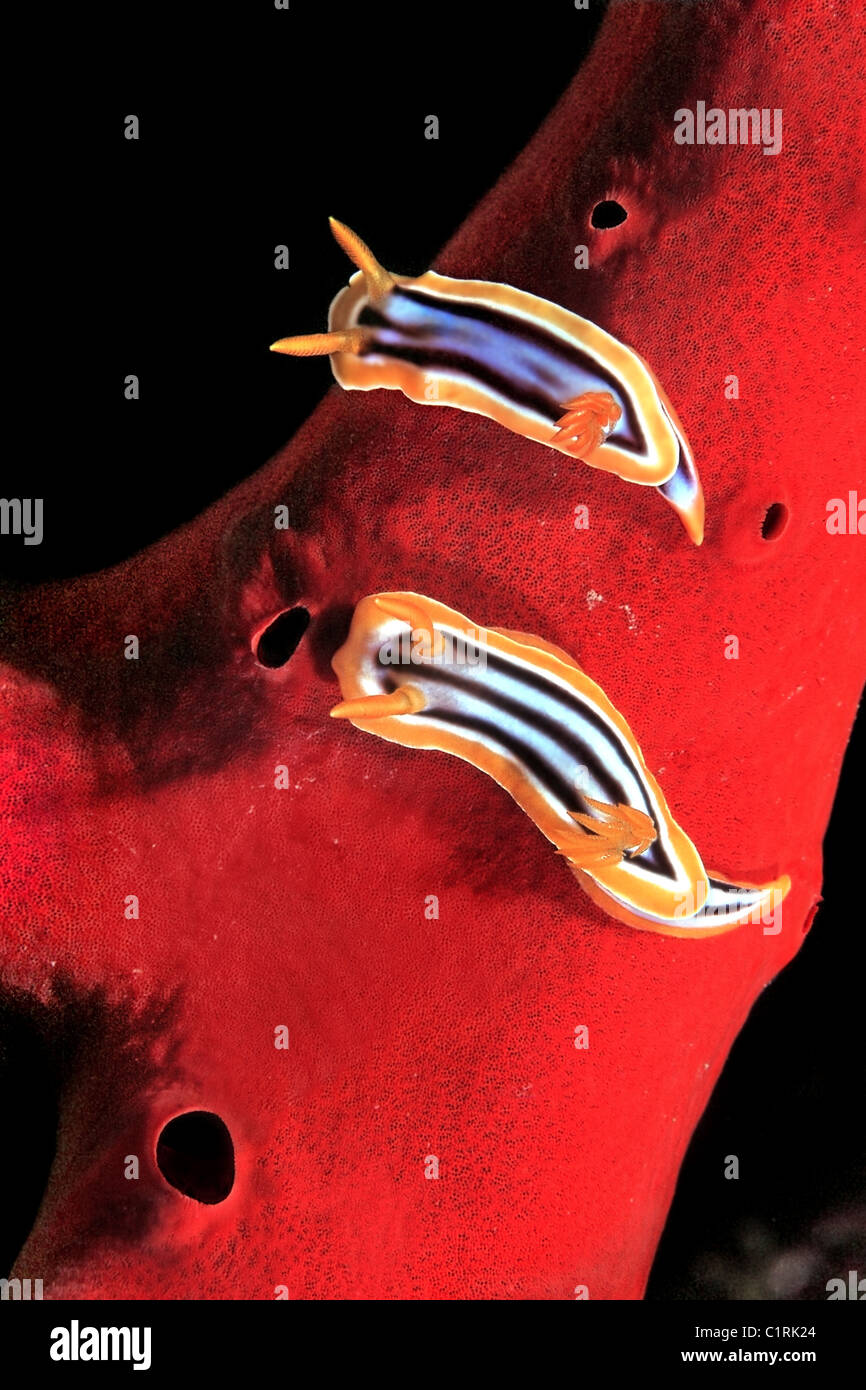 sea slug or nudibranch Pyjama Slug (Chromodoris quadricolor Stock Photo ...