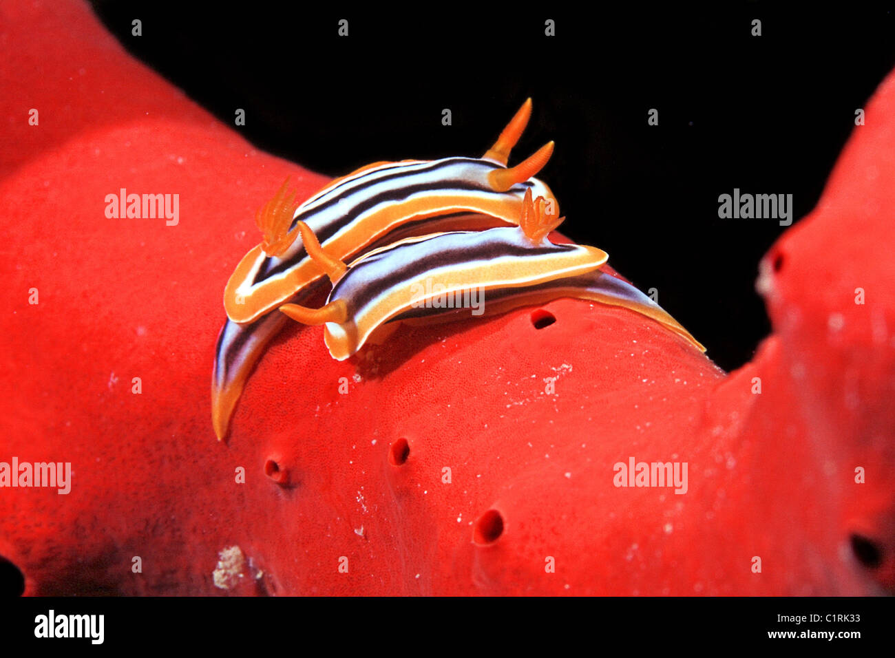 sea slug or nudibranch Pyjama Slug (Chromodoris quadricolor Stock Photo ...