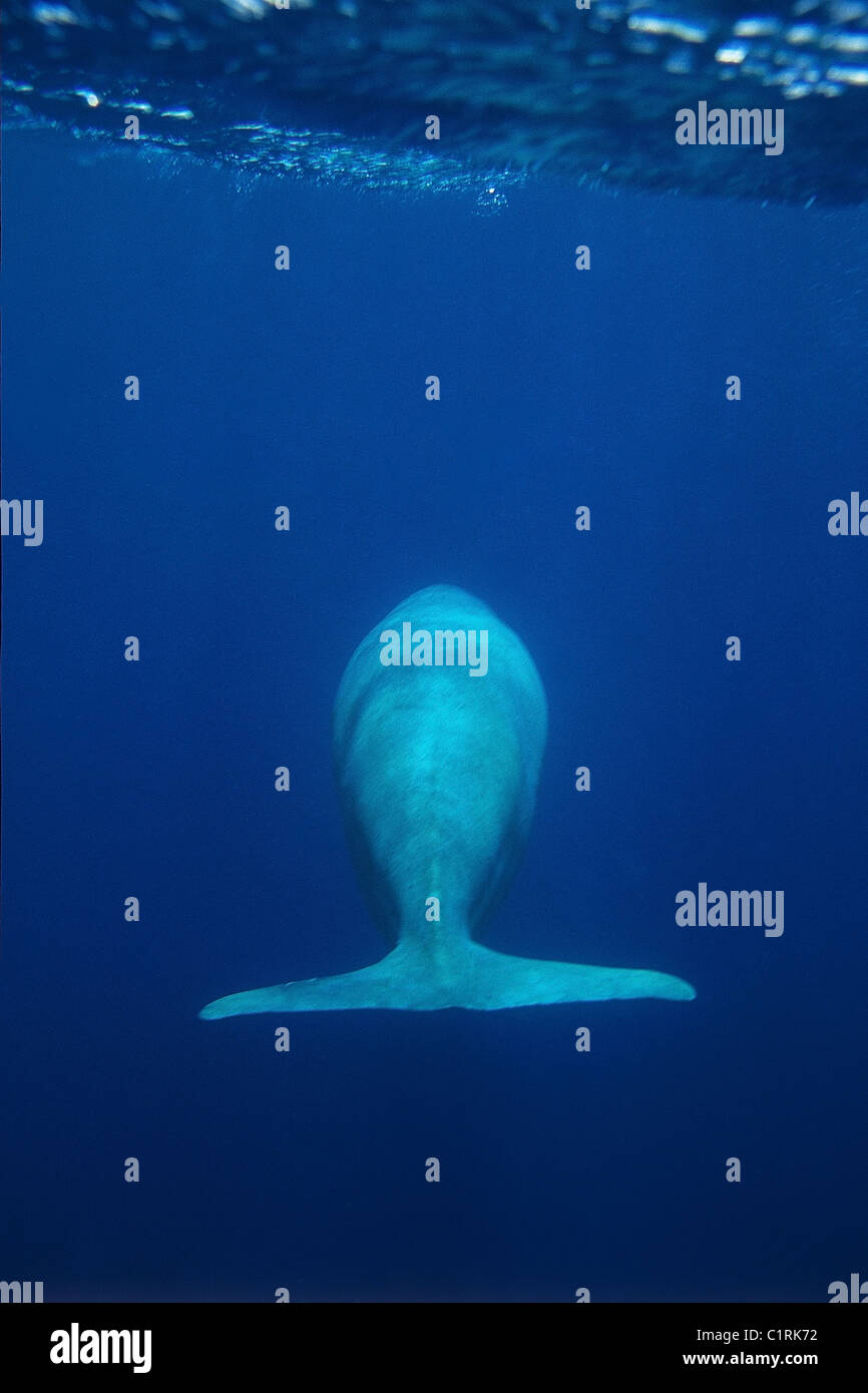 Dugong (Dugong dugon), Marsa Alam, Red sea, Egypt Stock Photo - Alamy