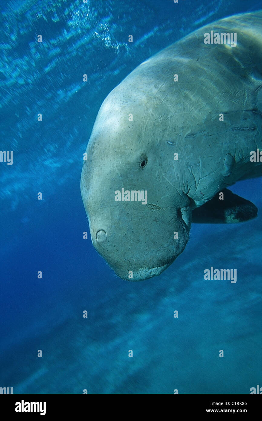 Dugong (Dugong dugon), Marsa Alam, Red sea, Egypt Stock Photo - Alamy