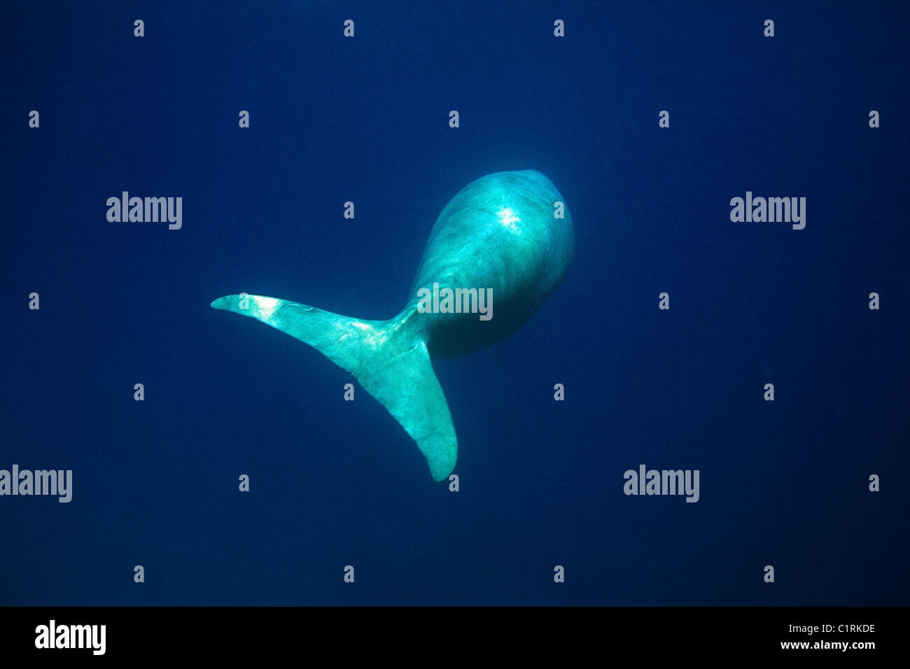 Dugong (Dugong dugon), Marsa Alam, Red sea, Egypt Stock Photo - Alamy