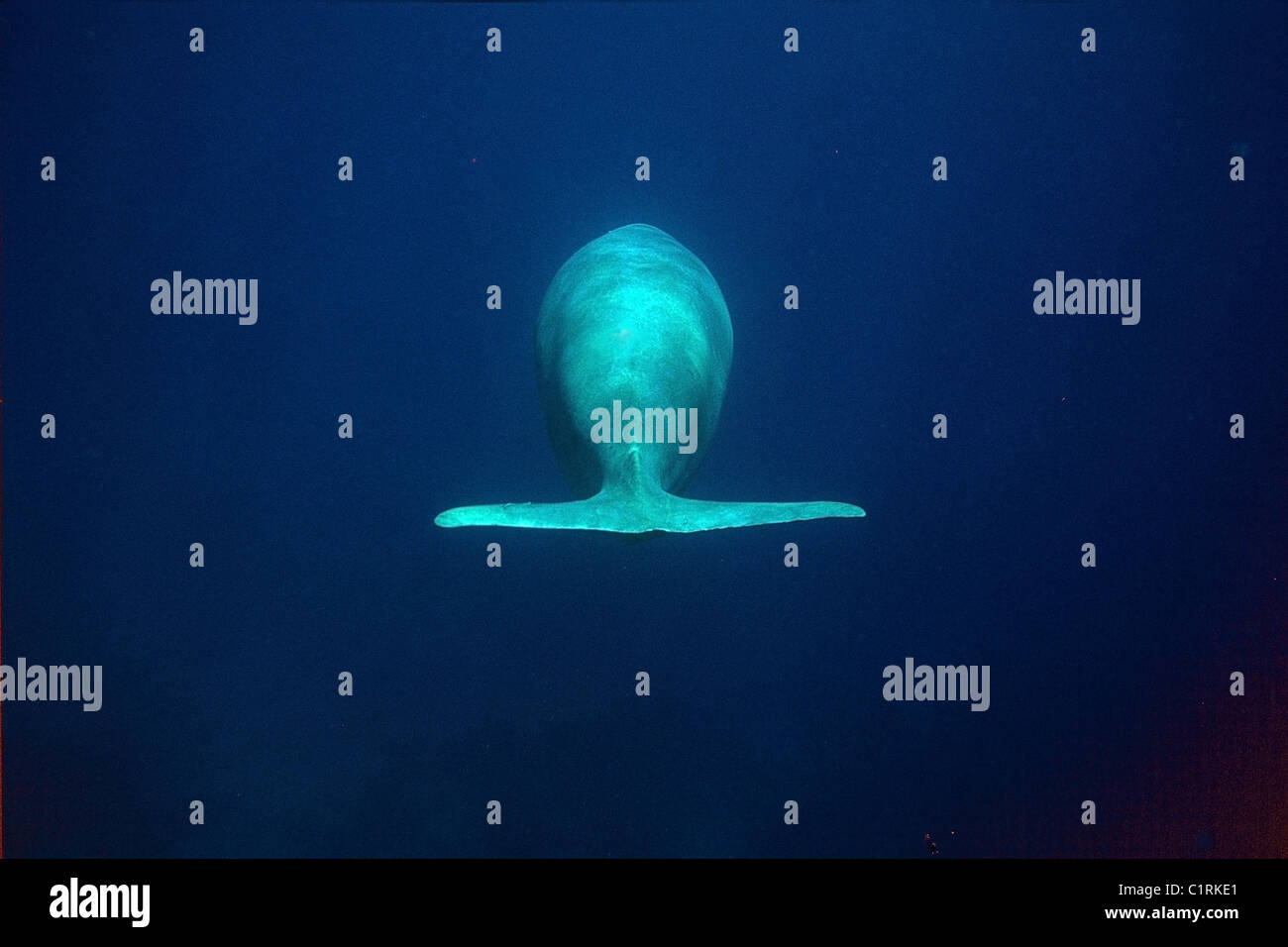 Dugong (Dugong dugon), Marsa Alam, Red sea, Egypt Stock Photo - Alamy