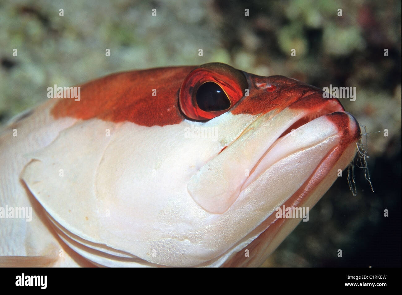 Striped sea bass hi-res stock photography and images - Alamy