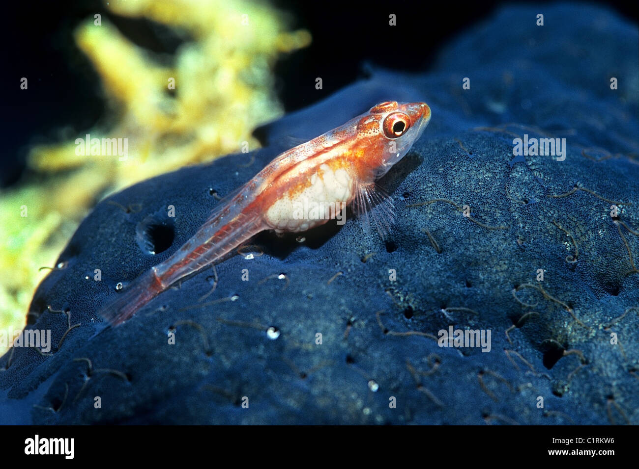 Erythrops goby (Bryaninops erythrops), Red sea, Egipt Stock Photo - Alamy