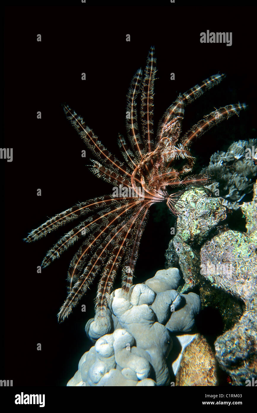 Sea lily (crinoidea), Red sea, Egipt Stock Photo - Alamy