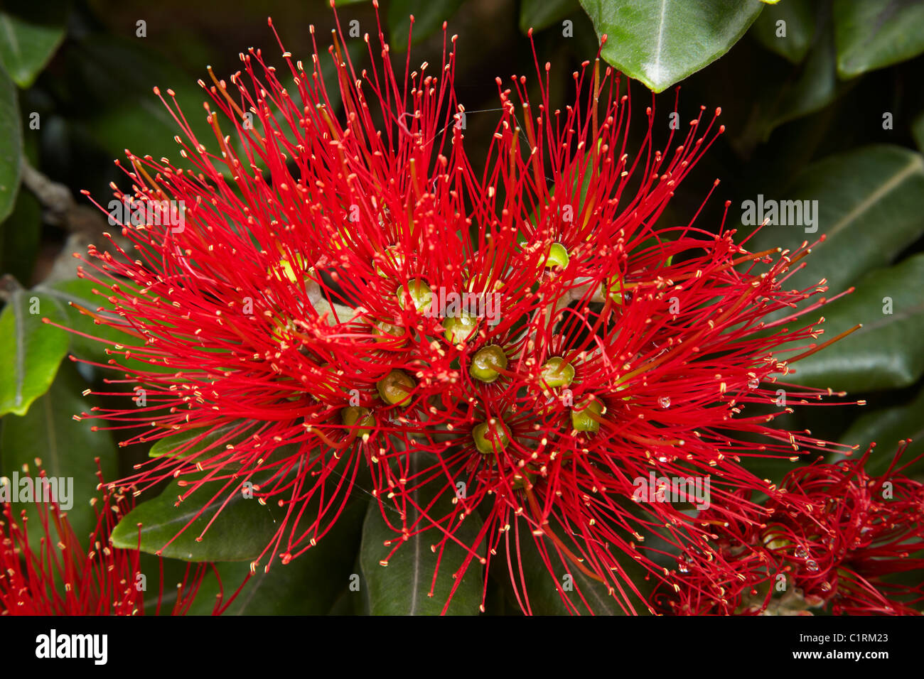 Metrosideros excelsa hi-res stock photography and images - Alamy