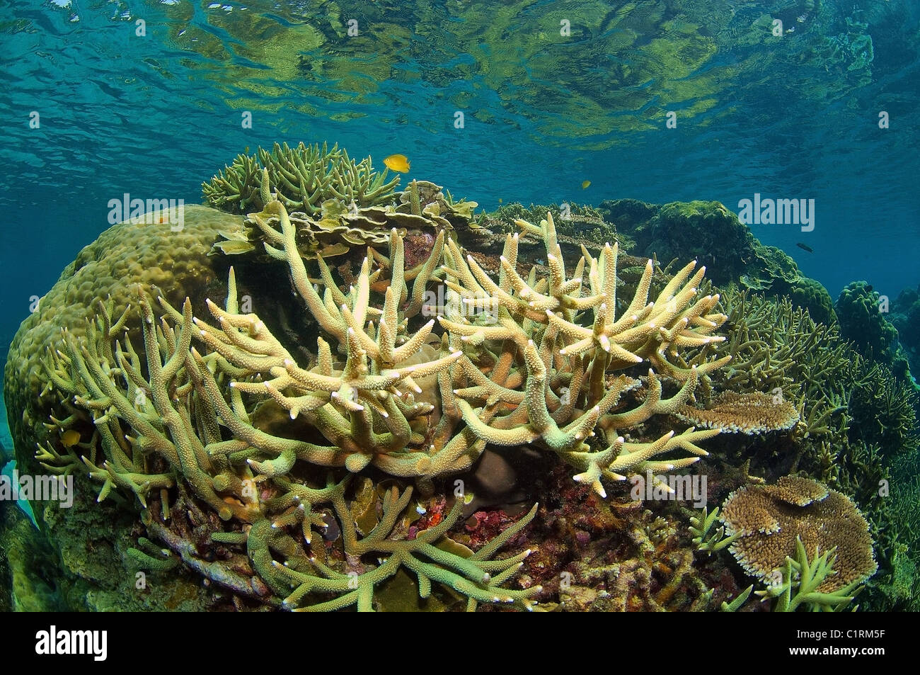 Coral Reef, Malaysia, island Redang Stock Photo - Alamy