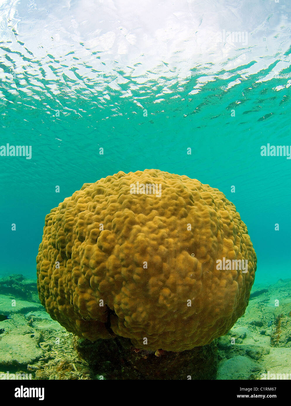 Coral Reef, Malaysia, island Redang Stock Photo - Alamy