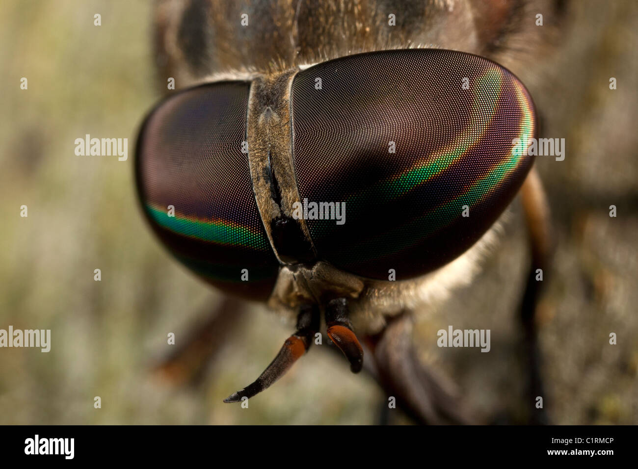 Closeup of the eyes of a horsefly Stock Photo - Alamy