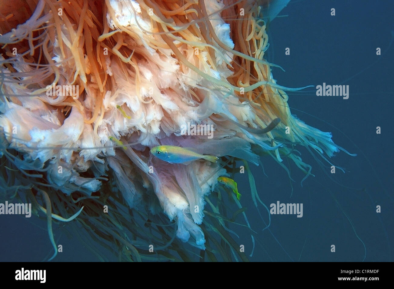 Lion's Mane Jellyfish (Cyanea capillata), Malaysia, island Redang Stock ...