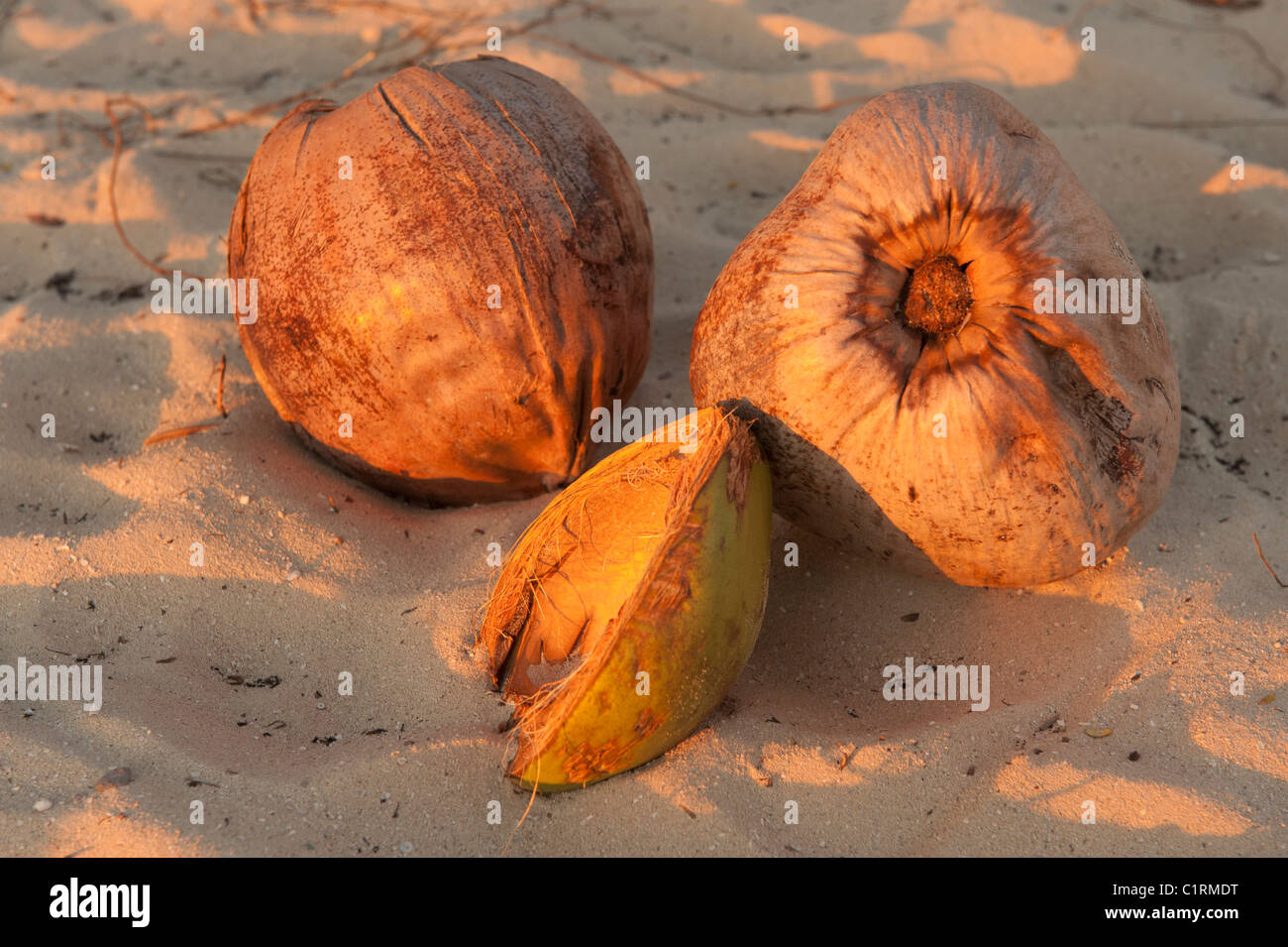 three coconuts laying on sandy beach Stock Photo - Alamy