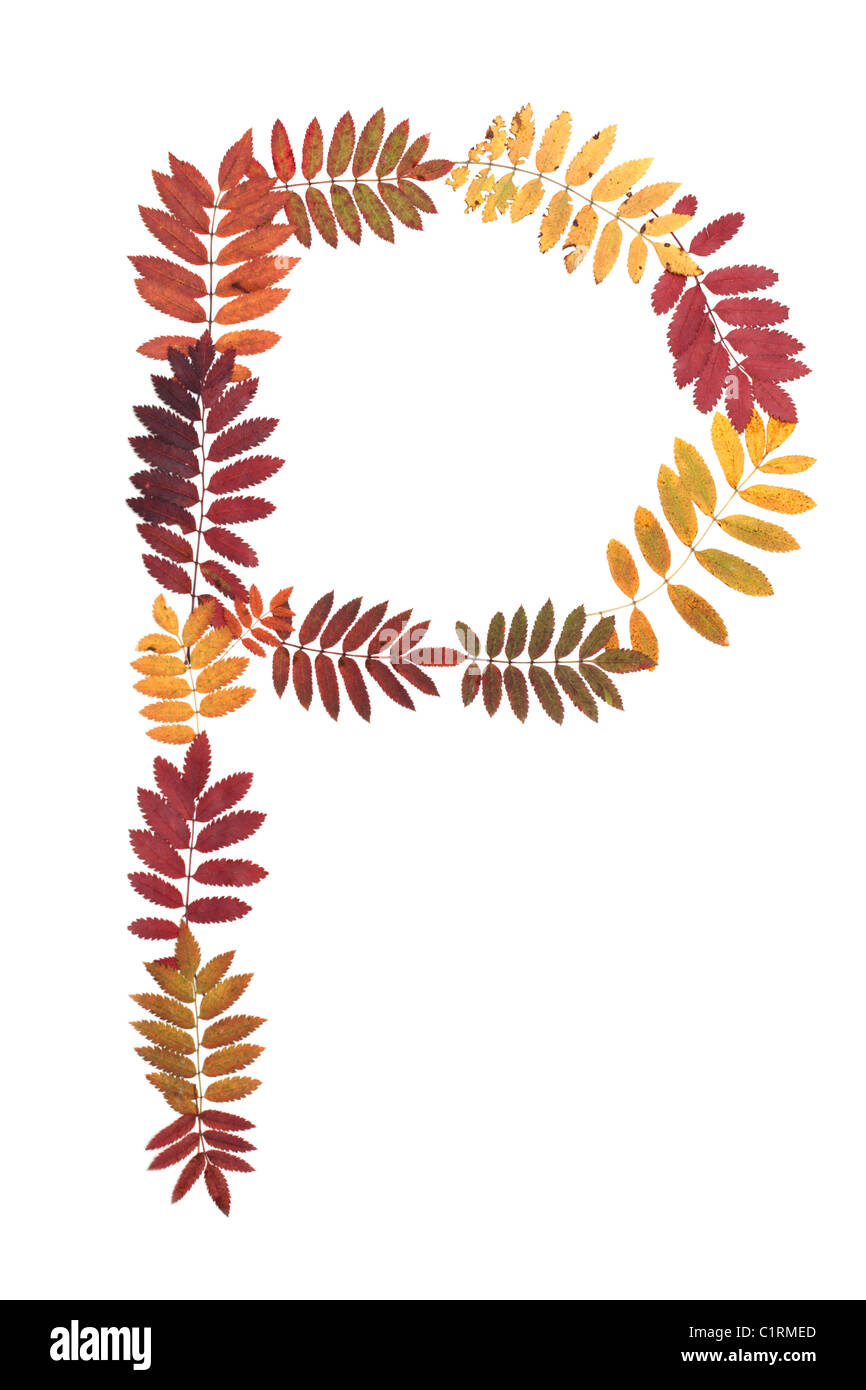 Letter P from alphabet from autumn sheet of rowanberry Stock Photo - Alamy