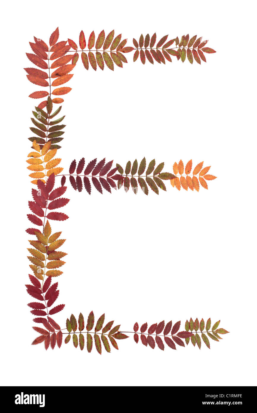 Letter E from alphabet from autumn sheet of rowanberry Stock Photo - Alamy