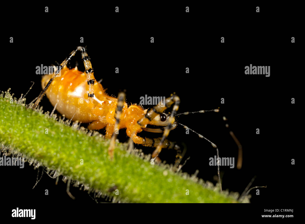 Assassin bug (Pselliopus barberi Stock Photo - Alamy