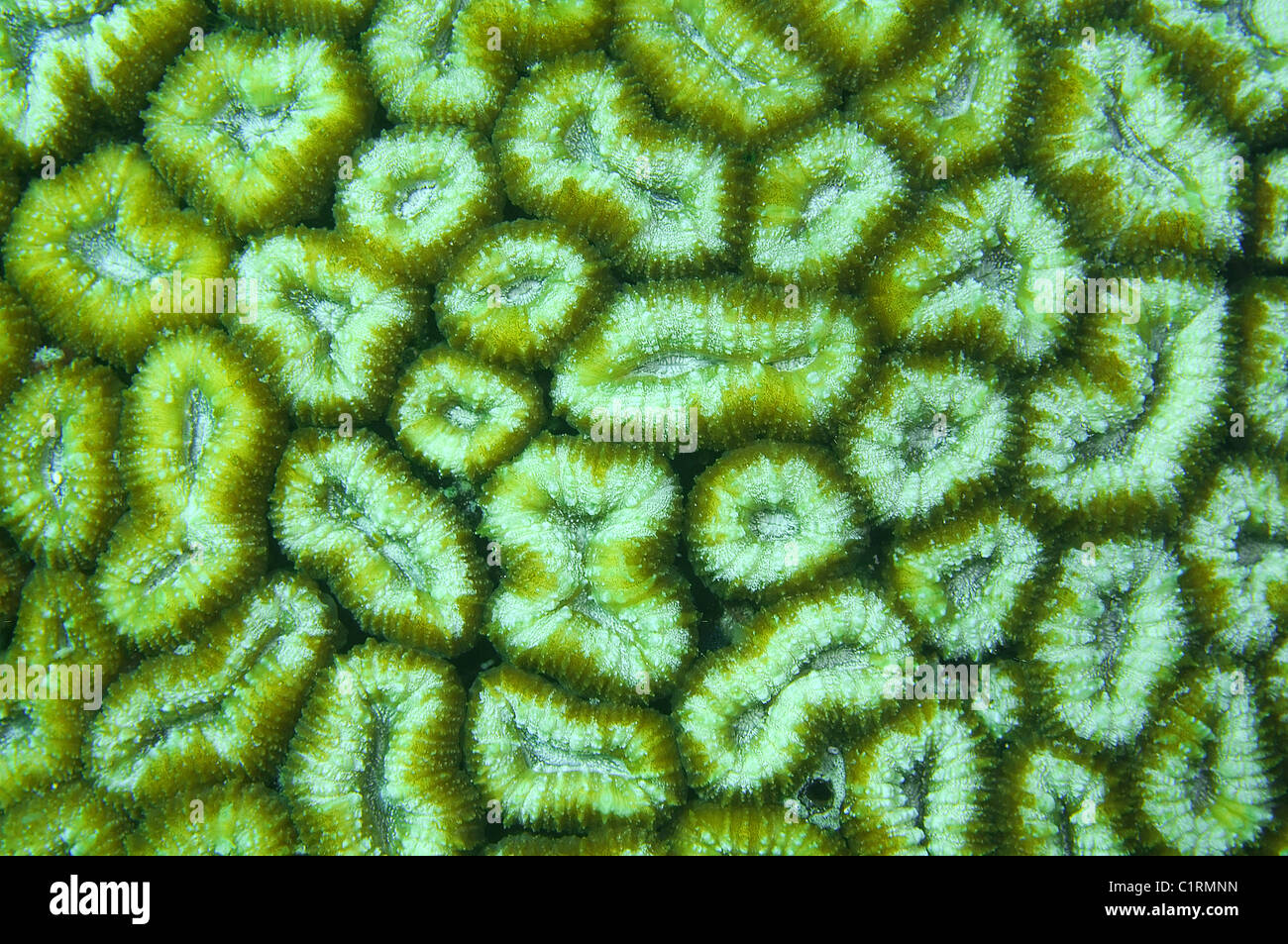 coral ( favites sp.), Malaysia, island Redang Stock Photo - Alamy