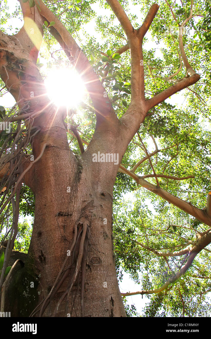 Sunlight in the tree Stock Photo - Alamy