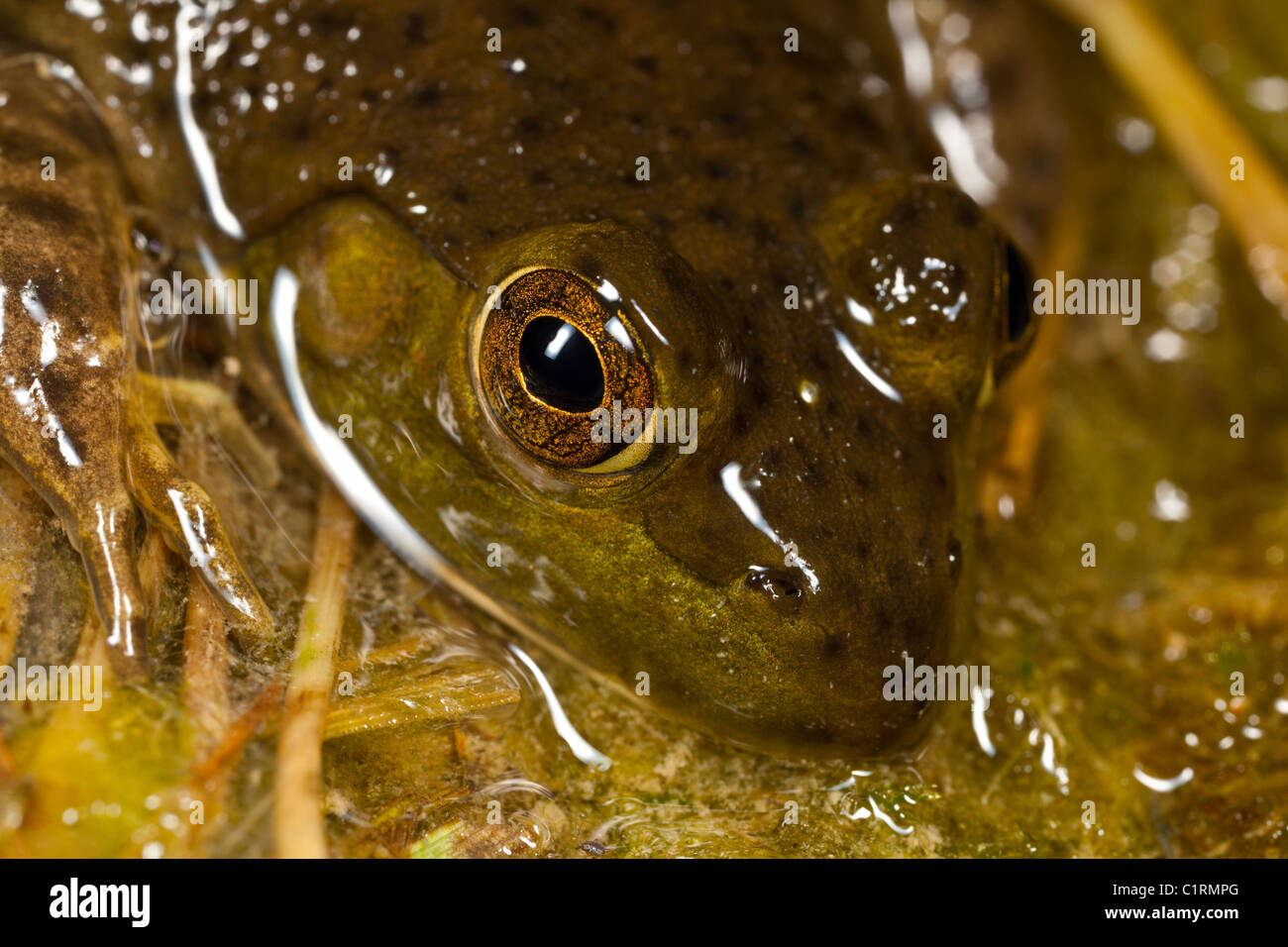 Frog staring hi-res stock photography and images - Alamy