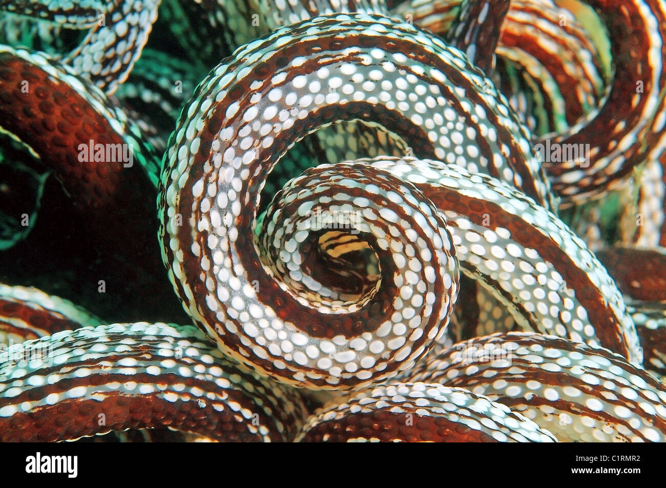 Tubular worm, Bristleworm, Malaysia, island Redang Stock Photo - Alamy